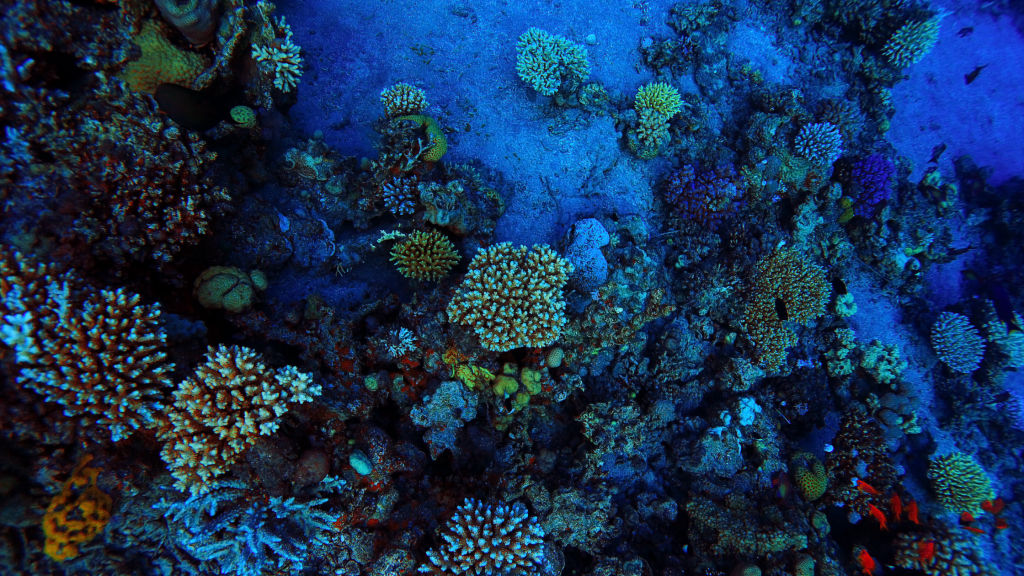 Reef Safe Sunscreen Hawaii: 15 Top Picks to Protect the Ocean